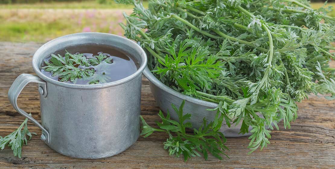 Artemisia tea cannot be used as malaria prevention | Institute of ...