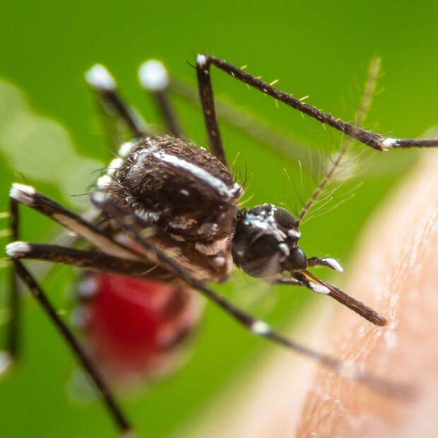 Arboviruses | Institute of Tropical Medicine