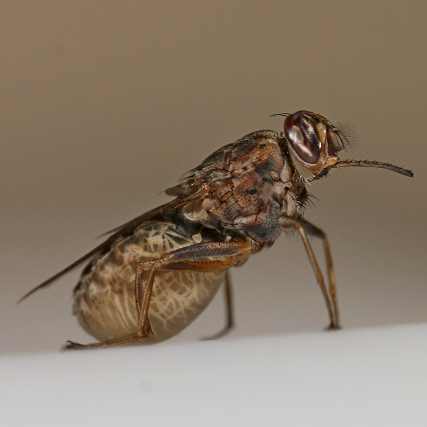 ITM insectary | Institute of Tropical Medicine